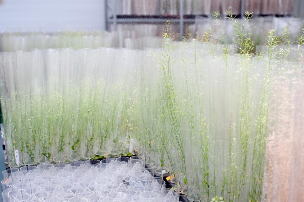 Webshop for Aracons (720 pcs) components - The Arasystem webshop